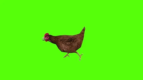 Chicken Running Green Screen Animation 4... | Stock Video | Pond5