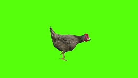 Chicken Running Green Screen Animation 4... | Stock Video | Pond5