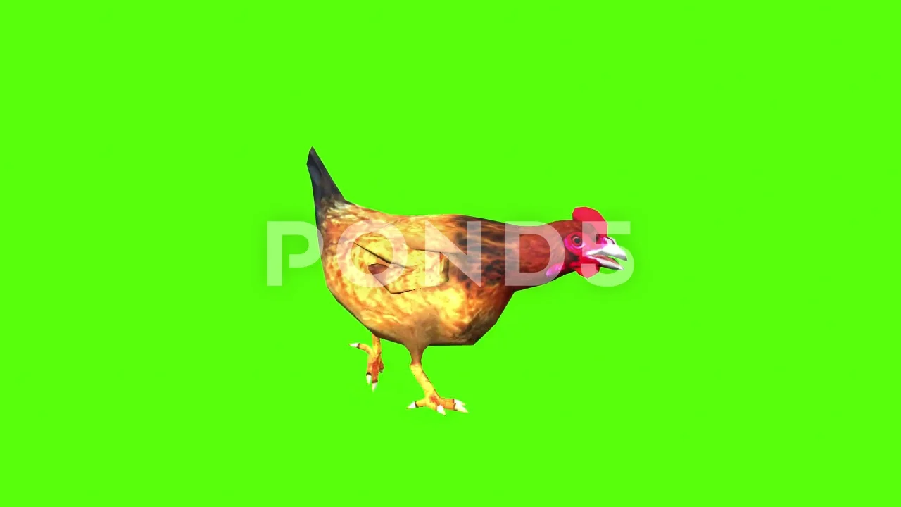 Running Chicken Gif