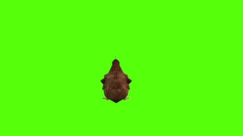 Chicken Sit on Green Screen Animation 4k... | Stock Video | Pond5