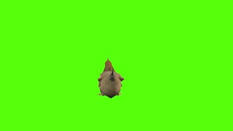Chicken sitting Green Screen Animation 4... | Stock Video | Pond5