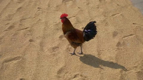 A chicken walking around and eating rice... | Stock Video | Pond5