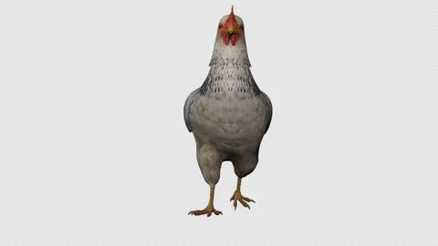 Chicken Walking Front View Green Screen ... | Stock Video | Pond5