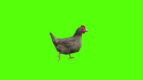 Chicken Walking Green Screen Animation 4... | Stock Video | Pond5