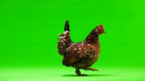 A chicken is walking on a green screen. ... | Stock Video | Pond5