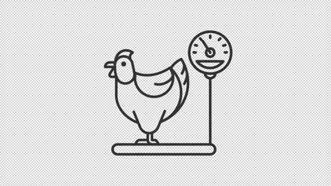 Chicken Dynamic Drawings Stock Videos – Royalty-Free HD & 4K Videos