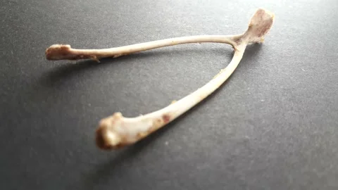 chicken wishbone on black background | Stock Video | Pond5
