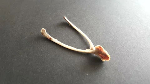 chicken wishbone on black background | Stock Video | Pond5