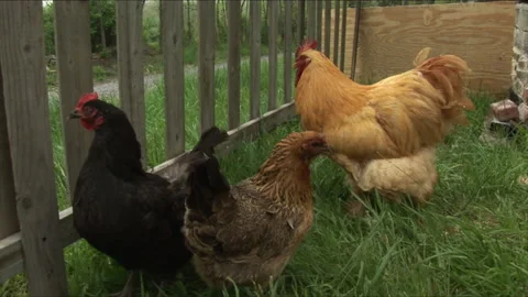 Chickens and Hens along fence-line - Ani... | Stock Video | Pond5