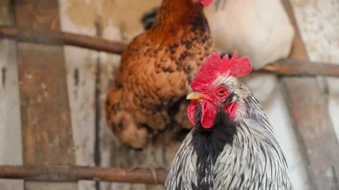 Chickens are getting ready for bed in th... | Stock Video | Pond5