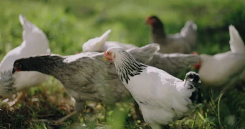 Chickens of different breeds and colors ... | Stock Video | Pond5