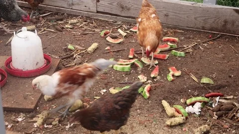 Chickens eating food waste | Stock Video | Pond5