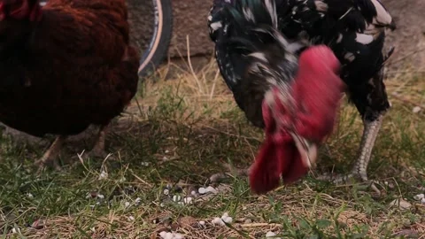 Chickens eating plastic (Polystyrene cor... | Stock Video | Pond5