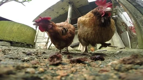 Chickens feeding extreme closeup | Stock Video | Pond5