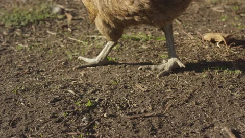 Chickens Feet Walking on the Ground at a... | Stock Video | Pond5