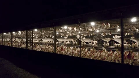 Chickens inside huge poultry farm at nig... | Stock Video | Pond5