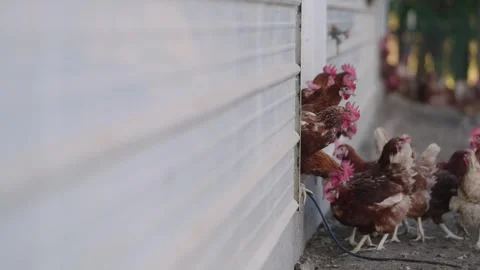 Chickens leaving barn in slow motion on ... | Stock Video | Pond5