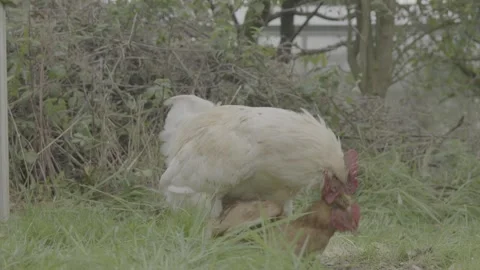 Chicken Mating Stock Footage ~ Royalty Free Stock Videos | Pond5