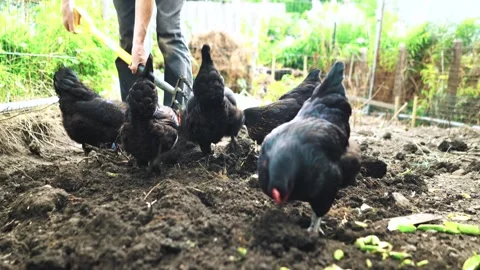 Chickens pecking and scratching at the g... | Stock Video | Pond5