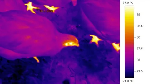 Chickens top-view with thermal imaging v... | Stock Video | Pond5