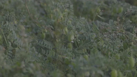 Chickpea bush. Chickpeas ripening in the... | Stock Video | Pond5
