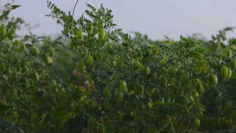 Chickpea bush. Chickpeas ripening in the... | Stock Video | Pond5