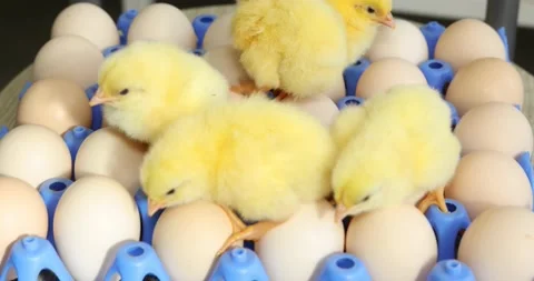 Eggs Hatching Stock Video Footage | Royalty Free Eggs Hatching Videos ...