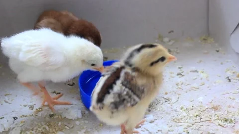 So_Cute Stock Videos – Royalty-Free HD & 4K Videos
