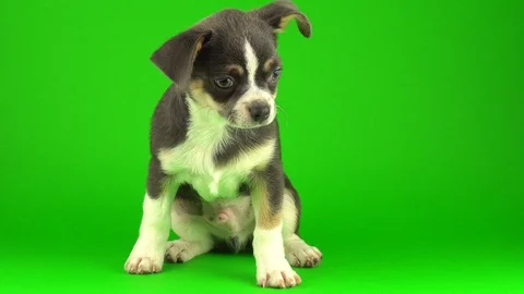 Chihuahua puppy dog on green screen back... | Stock Video | Pond5