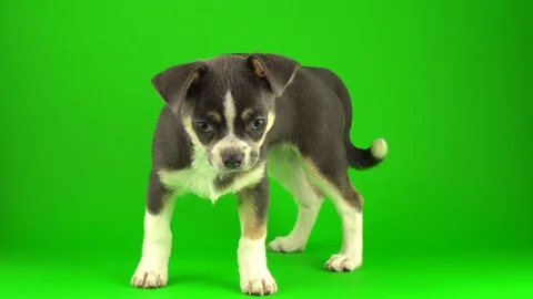 Chihuahua puppy dog on green screen back... | Stock Video | Pond5