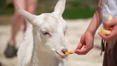 The child feeds the goat cabbage. A litt... | Stock Video | Pond5