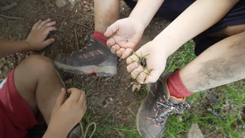 Child Holding Bug Stock Video Footage | Royalty Free Child Holding Bug ...