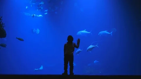 Water World Kid Stock Videos – Royalty-Free HD & 4K Videos