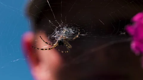 Child looks at spider. Creative. Close-u... | Stock Video | Pond5