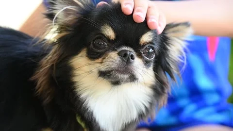 child pat the head on tiny dog in home, ... | Stock Video | Pond5