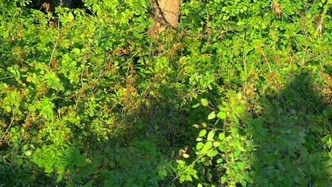 child shadow jumping on green leafs back... | Stock Video | Pond5