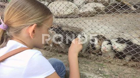 Photograph: Child in Zoo Park, Girl Feeding Guinea Pigs, Kids Love ...