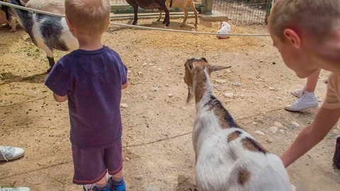 Children are touching the animals | Stock Video | Pond5