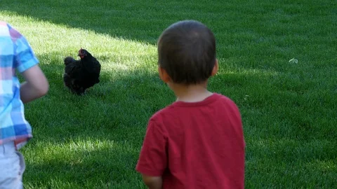 Chasing Chicken Stock Video Footage | Royalty Free Chasing Chicken ...