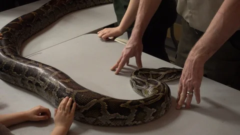 Python Stock Footage ~ Royalty Free Stock Videos | Pond5