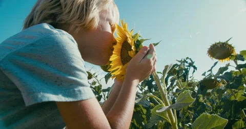 Children smelling sunflower on summer va... | Stock Video | Pond5