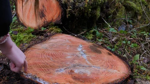 Child's finger counting rings on a tree. | Stock Video | Pond5