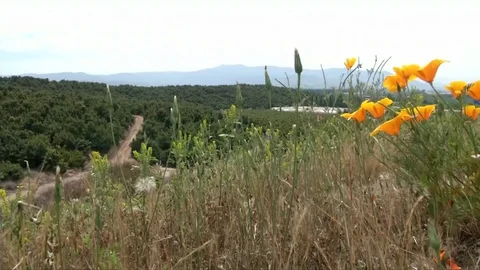 CHILE-BEES Plan Bee creates buzz around ... | Stock Video | Pond5