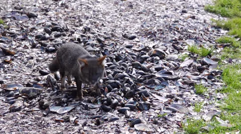 Zorro Stock Footage ~ Royalty Free Stock Videos | Pond5