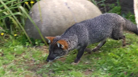 Chile, Chiloe, Darwin's Zorro, Darwin's ... | Stock Video | Pond5