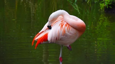 Water Leg Stock Videos – Royalty-Free HD & 4K Videos | Pond5