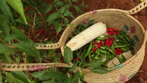 Chili Peppers Documentary Stock Videos – Royalty-Free HD & 4K Videos ...