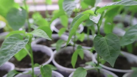 Chilli epper seedlings for planting. Det... | Stock Video | Pond5