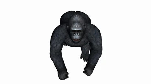 Chimp & Chimpanzee run,Endangered wild m... | Stock Video | Pond5