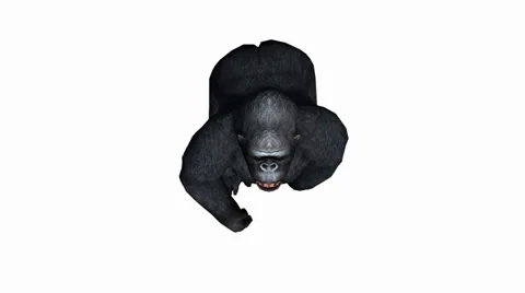 Chimpanzees Running Stock Video Footage | Royalty Free Chimpanzees ...